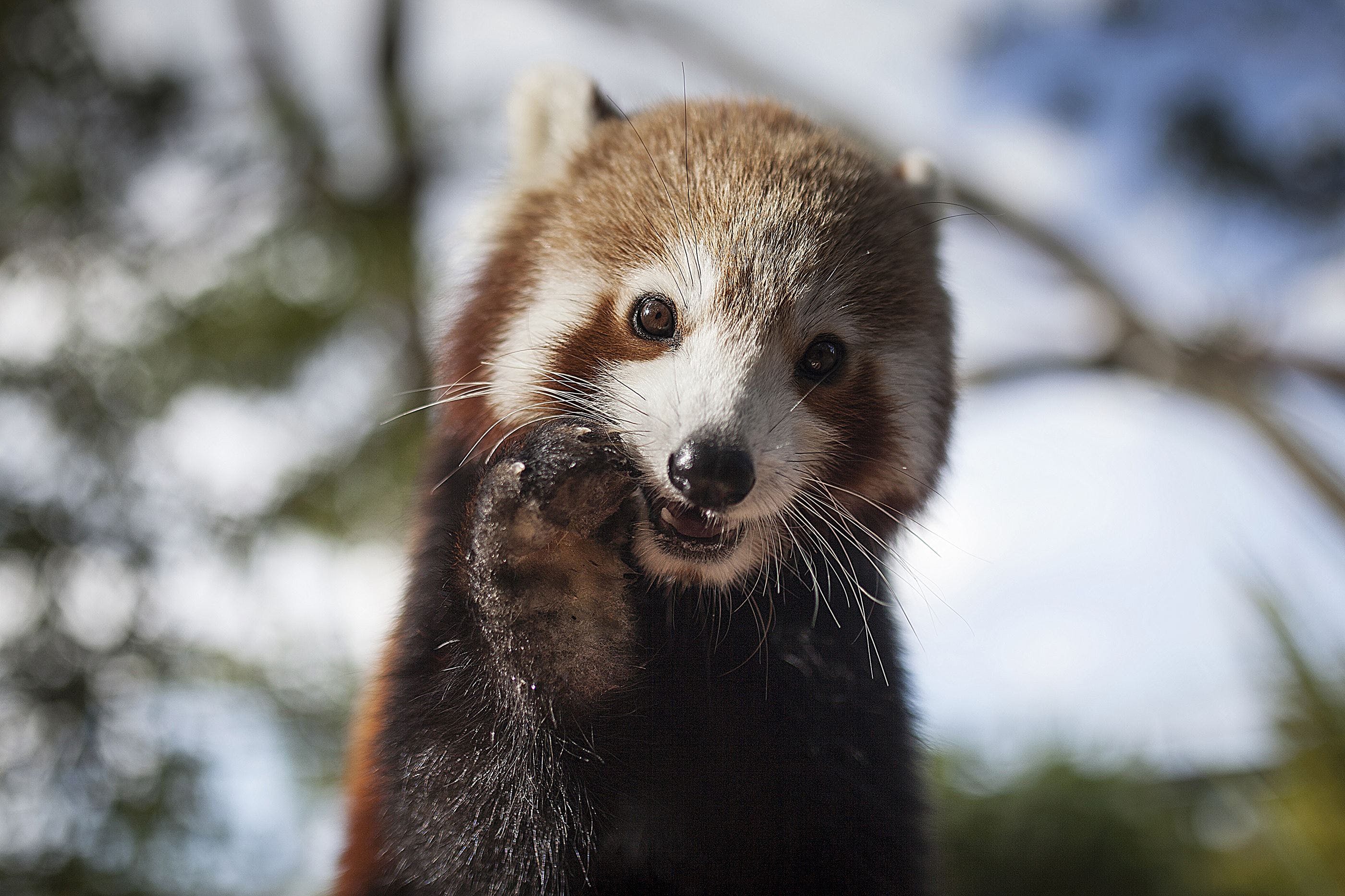 Symbio Wildlife Park Destination Wollongong Symbio Wildlife Park Destination Wollongong